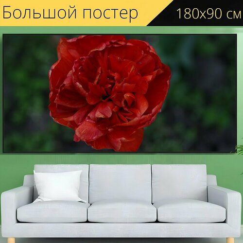 Большой постер "Тюльпан, красный, сад" 180 x 90 см. для интерьера