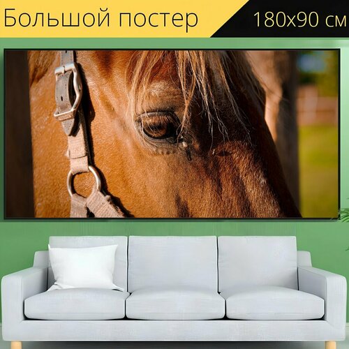 Большой постер "Лошадь, лошади, глаз" 180 x 90 см. для интерьера