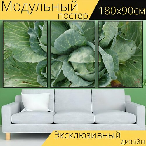 Модульный постер "Зеленый, капуста, овощи" 180 x 90 см. для интерьера