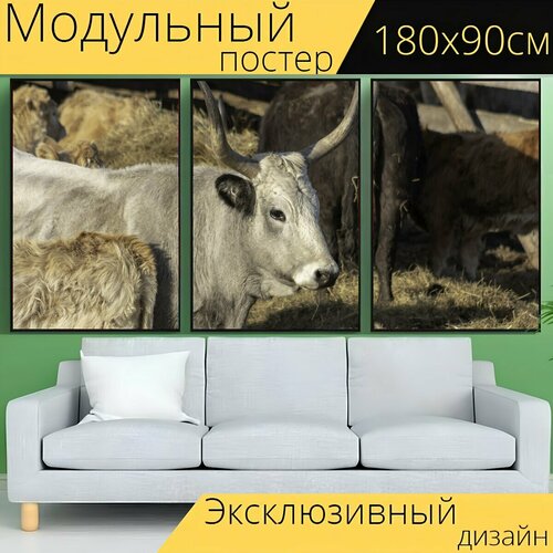 Модульный постер "Серый крупного рогатого скота, крупный рогатый скот, корова" 180 x 90 см. для интерьера