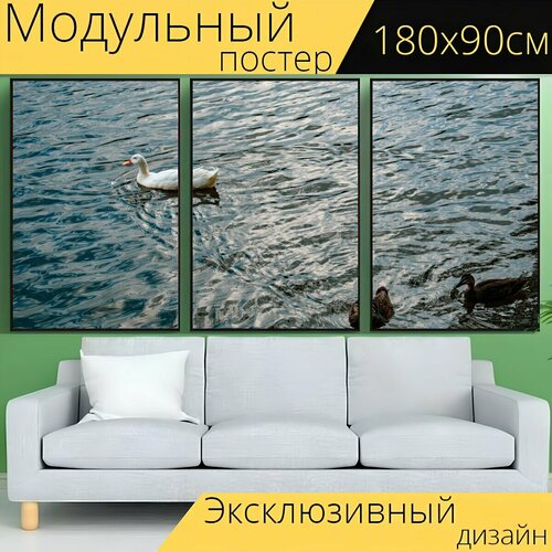 Модульный постер "Утки, река, плавать" 180 x 90 см. для интерьера