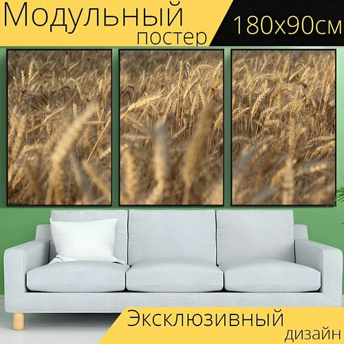 Модульный постер "Пшеница, зерновой, поле" 180 x 90 см. для интерьера
