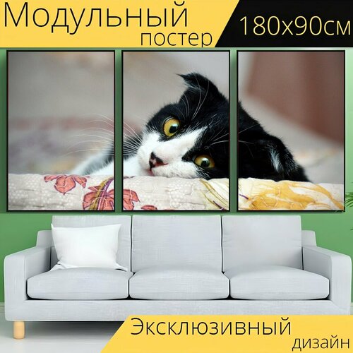 Модульный постер "Кот, маленький, домашнее животное" 180 x 90 см. для интерьера