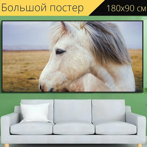 Большой постер "Пони, лошадь, исландия" 180 x 90 см. для интерьера