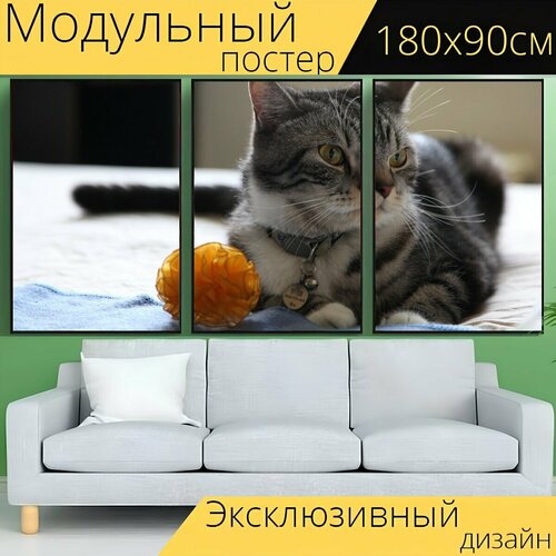 Модульный постер "Котенок, игрушка, кошка" 180 x 90 см. для интерьера