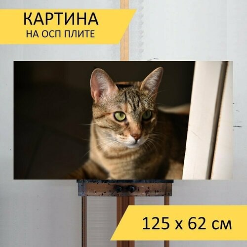 Картина на ОСП 125х62 см. "Кошка, кошачий, китти" горизонтальная, для интерьера, с креплениями