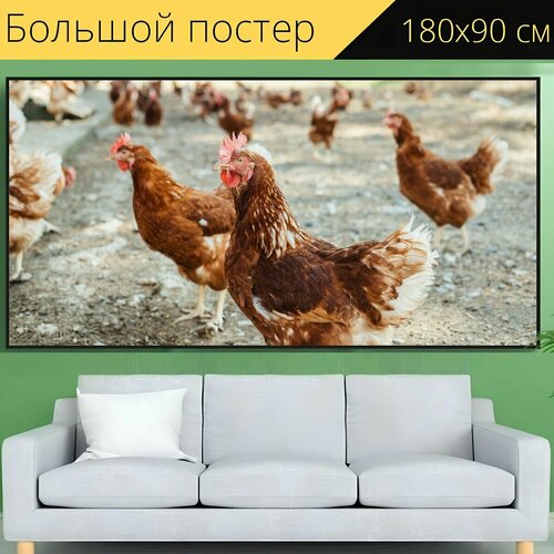 Большой постер "Курица, органический, ферма" 180 x 90 см. для интерьера