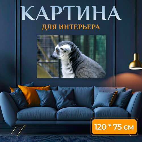 Картина на холсте "Кольцехвостый лемур, кошачий лемур, катта" на подрамнике 120х75 см. для интерьера