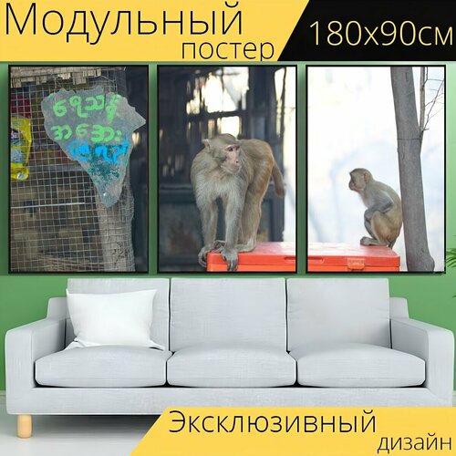 Модульный постер "Обезьяна, животное, горилла" 180 x 90 см. для интерьера