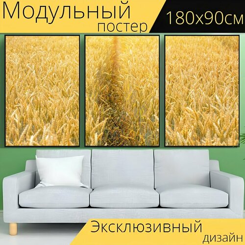 Модульный постер "Пшеница, зерно, шип" 180 x 90 см. для интерьера