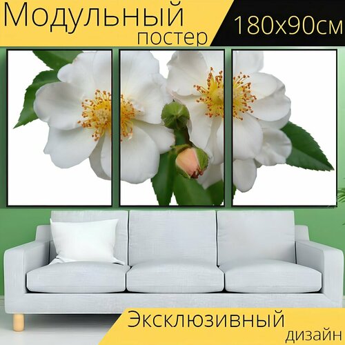 Модульный постер "Цветы, белый, розы" 180 x 90 см. для интерьера
