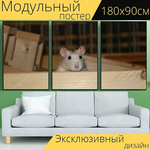 Модульный постер "Крыса, крысы, домашнее животное" 180 x 90 см. для интерьера