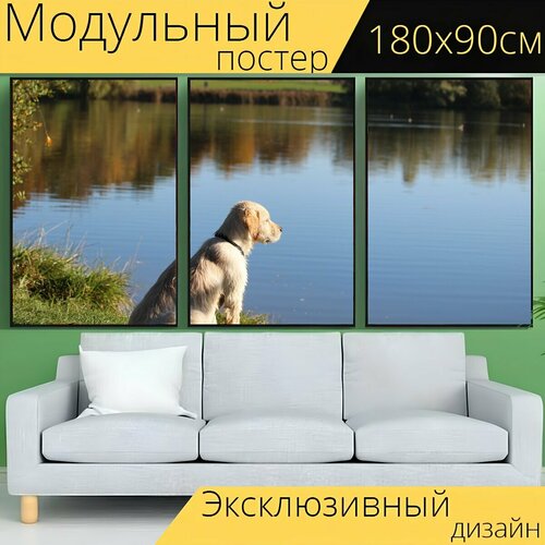 Модульный постер "Собака, золотой, золотистый ретривер" 180 x 90 см. для интерьера