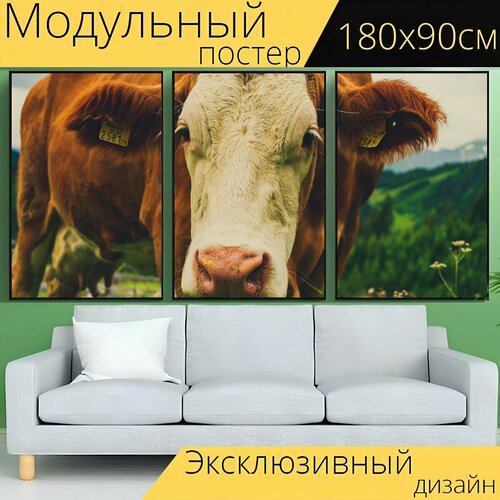 Модульный постер "Корова, альпы, алм" 180 x 90 см. для интерьера