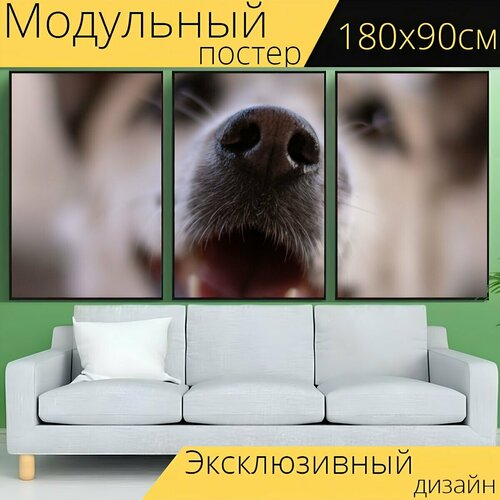 Модульный постер "Собака, нос, мм" 180 x 90 см. для интерьера