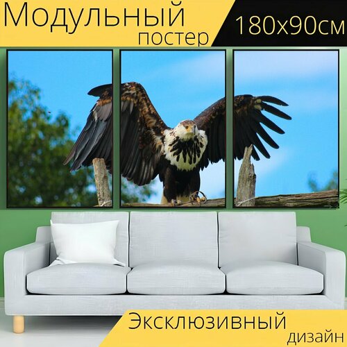 Модульный постер "Орел, птица, изгородь" 180 x 90 см. для интерьера