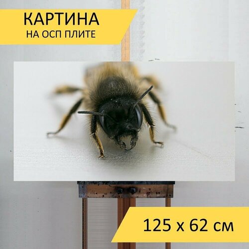 Картина на ОСП 125х62 см. "Пчела, макрос, крупным планом фотография" горизонтальная, для интерьера, с креплениями