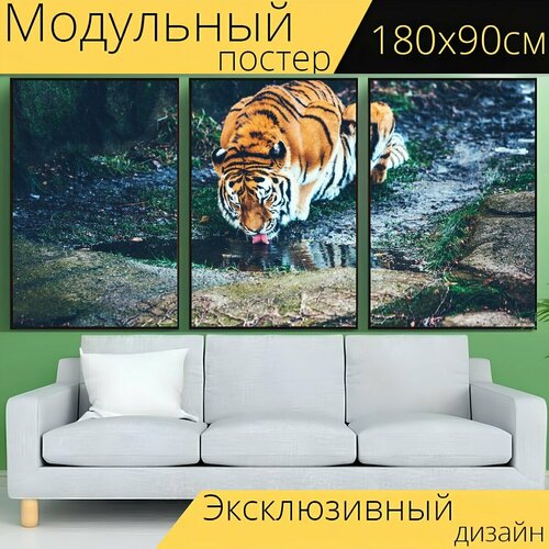 Модульный постер "Тигр, животное, дикая природа" 180 x 90 см. для интерьера