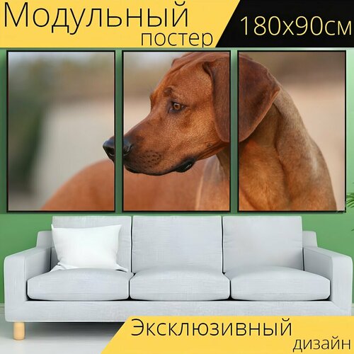 Модульный постер "Собака, риджбек, домашний питомец" 180 x 90 см. для интерьера