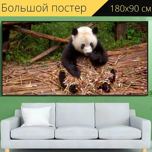 Большой постер "Панда, животное, зоопарк" 180 x 90 см. для интерьера