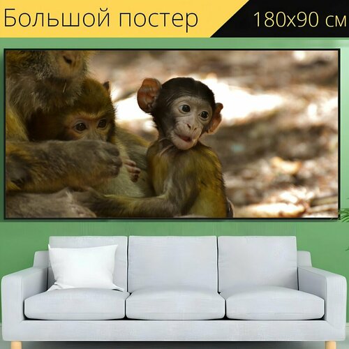 Большой постер "Обезьяны, детеныш обезьяны, варварская макака" 180 x 90 см. для интерьера