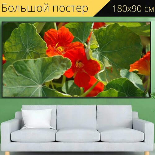 Большой постер "Оранжевый цветок, настурция, процветать" 180 x 90 см. для интерьера