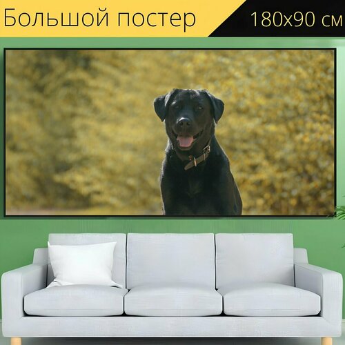 Большой постер "Собака, любовь, домашний питомец" 180 x 90 см. для интерьера