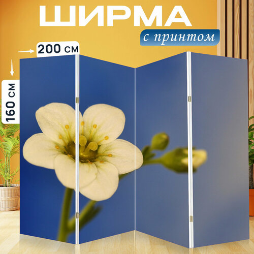 Ширма перегородка с принтом "Белый цветок, лепестки, белые лепестки" на холсте - 200x160 см. для зонирования, раскладная