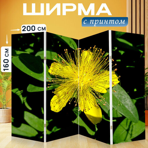 Ширма перегородка с принтом "Зверобой, цветы, желтого цвета" на холсте - 200x160 см. для зонирования, раскладная