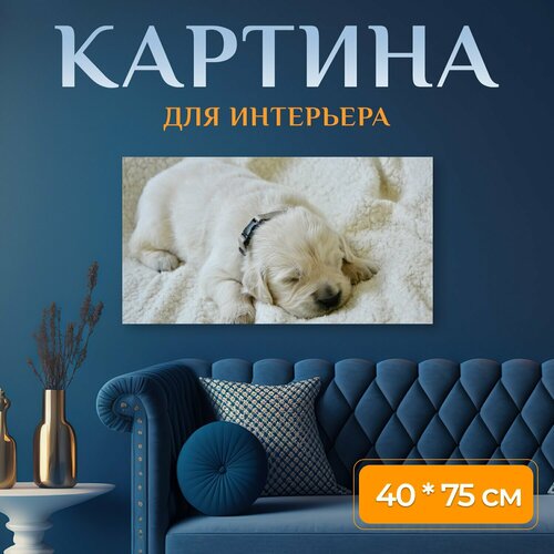 Картина на холсте "Золотой ретривер щенок, молодая собака, щенок три недели" на подрамнике 75х40 см. для интерьера