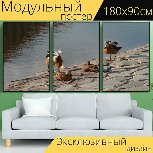Модульный постер "Румяная утка, утка, птица" 180 x 90 см. для интерьера