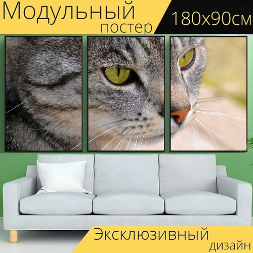 Модульный постер "Кот, похмелье, зеленые глаза" 180 x 90 см. для интерьера