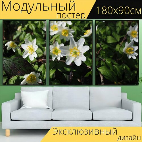 Модульный постер "Древесные анемоны, цвести, цветок" 180 x 90 см. для интерьера