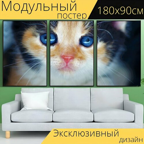 Модульный постер "Котенок, кот, лицо" 180 x 90 см. для интерьера