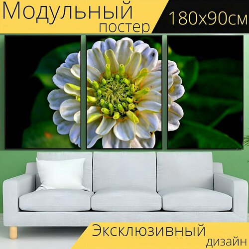 Модульный постер "Цинния, цветок, природа" 180 x 90 см. для интерьера
