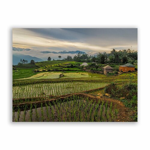 Постер, плакат на бумаге / Вьетнам - Рисовые поля / Размер 40 x 53 см
