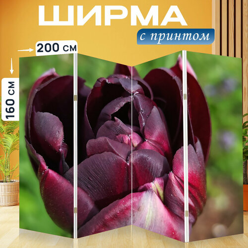 Ширма перегородка с принтом "Тюльпан, цветок, лепестки" на холсте - 200x160 см. для зонирования, раскладная