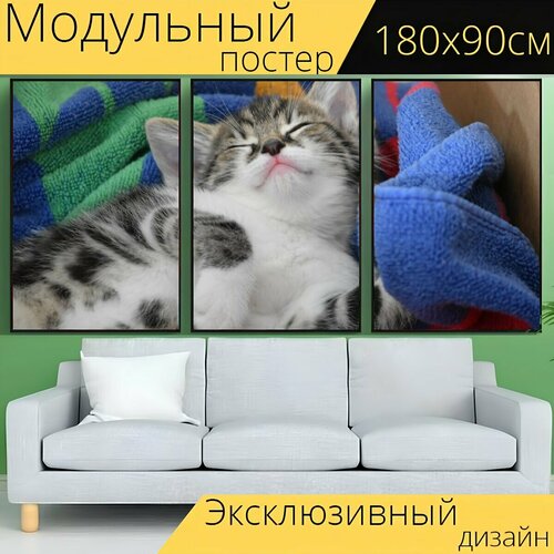 Модульный постер "Кот, кошка ребенок, домашняя кошка" 180 x 90 см. для интерьера