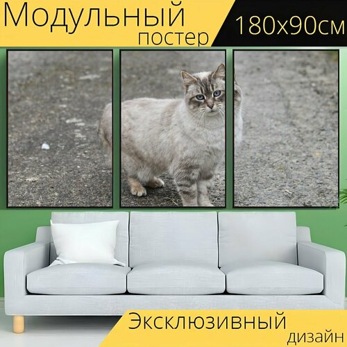 Модульный постер "Кошка, уличный кот, европейская короткошерстная" 180 x 90 см. для интерьера