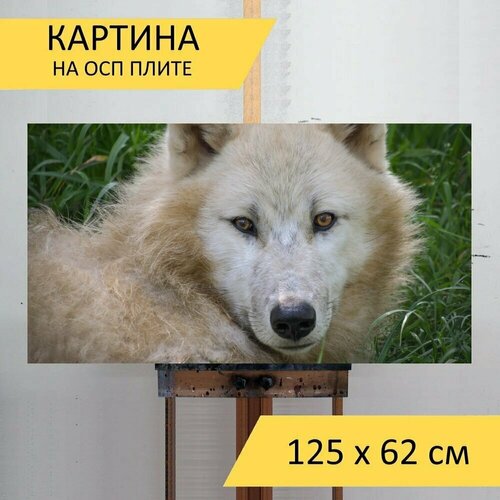 Картина на ОСП 125х62 см. "Волк, арктический, портрет" горизонтальная, для интерьера, с креплениями