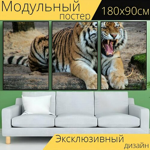 Модульный постер "Тигр, животных, гоор" 180 x 90 см. для интерьера