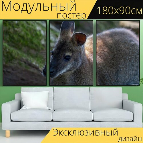 Модульный постер "Красный шеей кенгуру, валлаби, сумчатое животное" 180 x 90 см. для интерьера