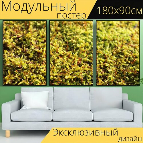 Модульный постер "Зеленый, мох, мхи" 180 x 90 см. для интерьера