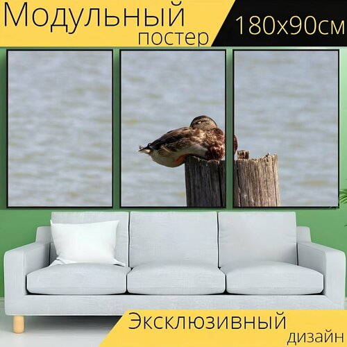 Модульный постер "Утка, кряква, водоплавающая птица" 180 x 90 см. для интерьера