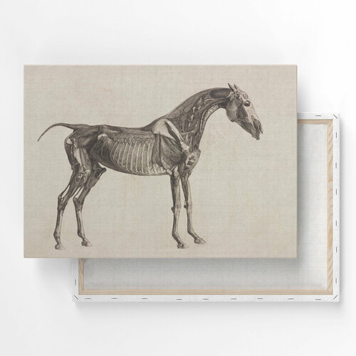 Картина на холсте, репродукция / Джордж Стаббс - The anatomy of the horse / Размер 80 x 106 см