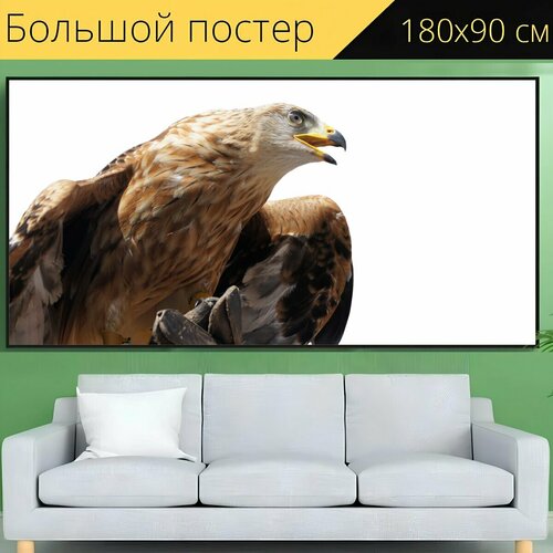 Большой постер "Изолированные, золотой орёл, животное" 180 x 90 см. для интерьера