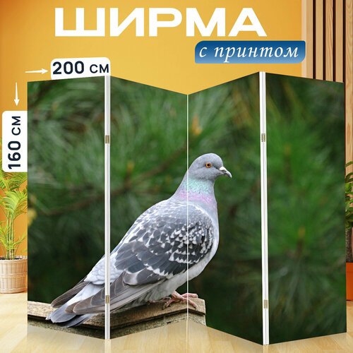 Ширма перегородка с принтом "Дикий голубь, птица, животное" на холсте - 200x160 см. для зонирования, раскладная