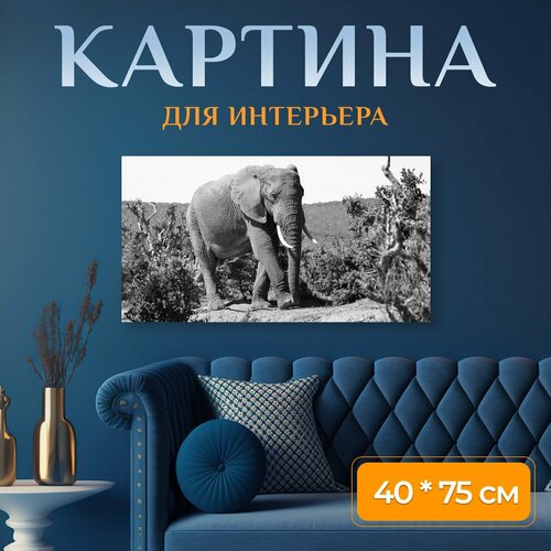 Картина на холсте "Слон, слоновая кость, африке" на подрамнике 75х40 см. для интерьера