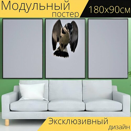 Модульный постер "Пестрый зимородок, зависания, птица" 180 x 90 см. для интерьера