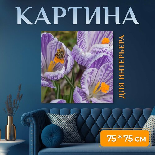 Картина на холсте "Крокус, цвести, весенний крокус" на подрамнике 75х75 см. для интерьера